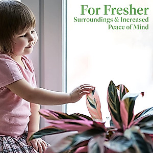 American Plant Exchange Live Stromanthe Trio Star Plant, Prayer Plant, Plant Pot for Home and Garden Decor, 6" Pot