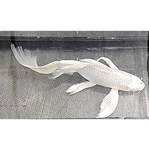 Quinn's Fins Platinum Butterfly Koi
