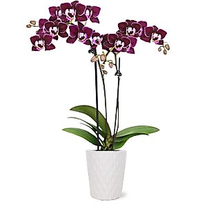 Just Add Ice JA5002 Purple Orchid in White Evi Ceramic Pottery, Live Indoor Plant, Long-Lasting Fresh Flowers, Easy to Grow Gift for Wife, Mom, Friend, Mini Home Décor Planter, 2.5" Diameter, 9" Tall