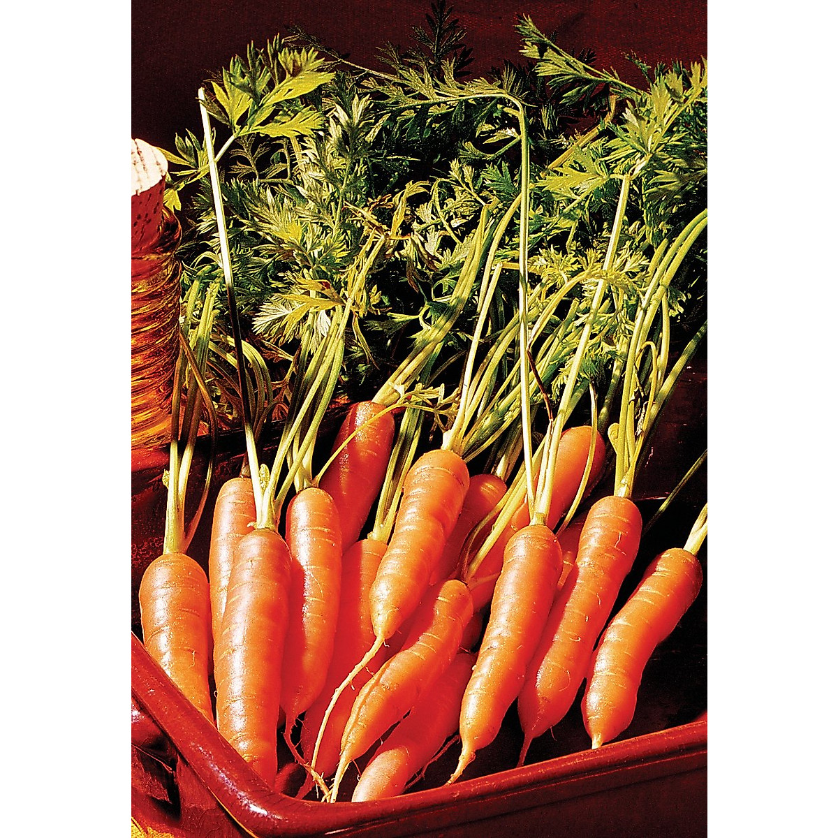 Burpee Little Finger Carrot Seeds 3000 seeds