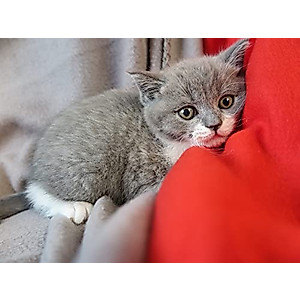 Ngawari Fleece Throw Blanket Lightweight Soft Warm Cozy Pet Blanket (Red, 50 * 60 Inch)