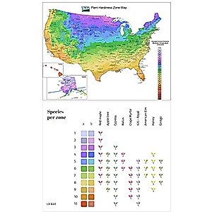 KIRI Biodegradable Tree Urn for Cremated Ashes - Eco Burial Urn. Grow a Living Memory Tree from The Ashes. Tree Seed (Apple Tree)
