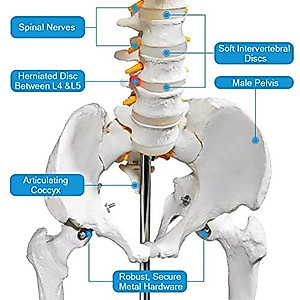 breesky Human Skeleton Model for Anatomy- Life Size Medical Human Skeleton Model with Nervous System 70.8 in with Rolling Stand for Medical Study and Display 3 Posters