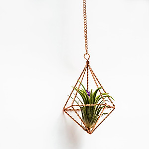 libproqia 5 Pcs Hanging Geometric Air Plants Holders Twisted Metal Airplant Hangers Small Diamond Shape Tillandsia Planter Display with Chains Himmeli Decor for Home and Office,Rose Gold