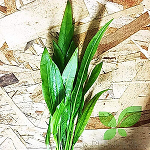 Planterest – Amazon Sword Bundle Medium Easy Background Live Aquarium Plant Decorations BUY2GET1FREE