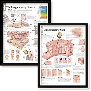 Set of 2 Framed Medical Posters The Integumentary System and Understanding Skin 22"x28" Wall Diagrams Educational Informational Doctors Office Charts