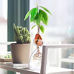 Maveite Avocado Seed Sprout Starter Vase Planter Pot Indoor Avocado Tree Growing Vase Kit Glass Garden Seed Starter Planting Vase Clear Avocado Seed Planter Gift for Kids Adult Friends Families