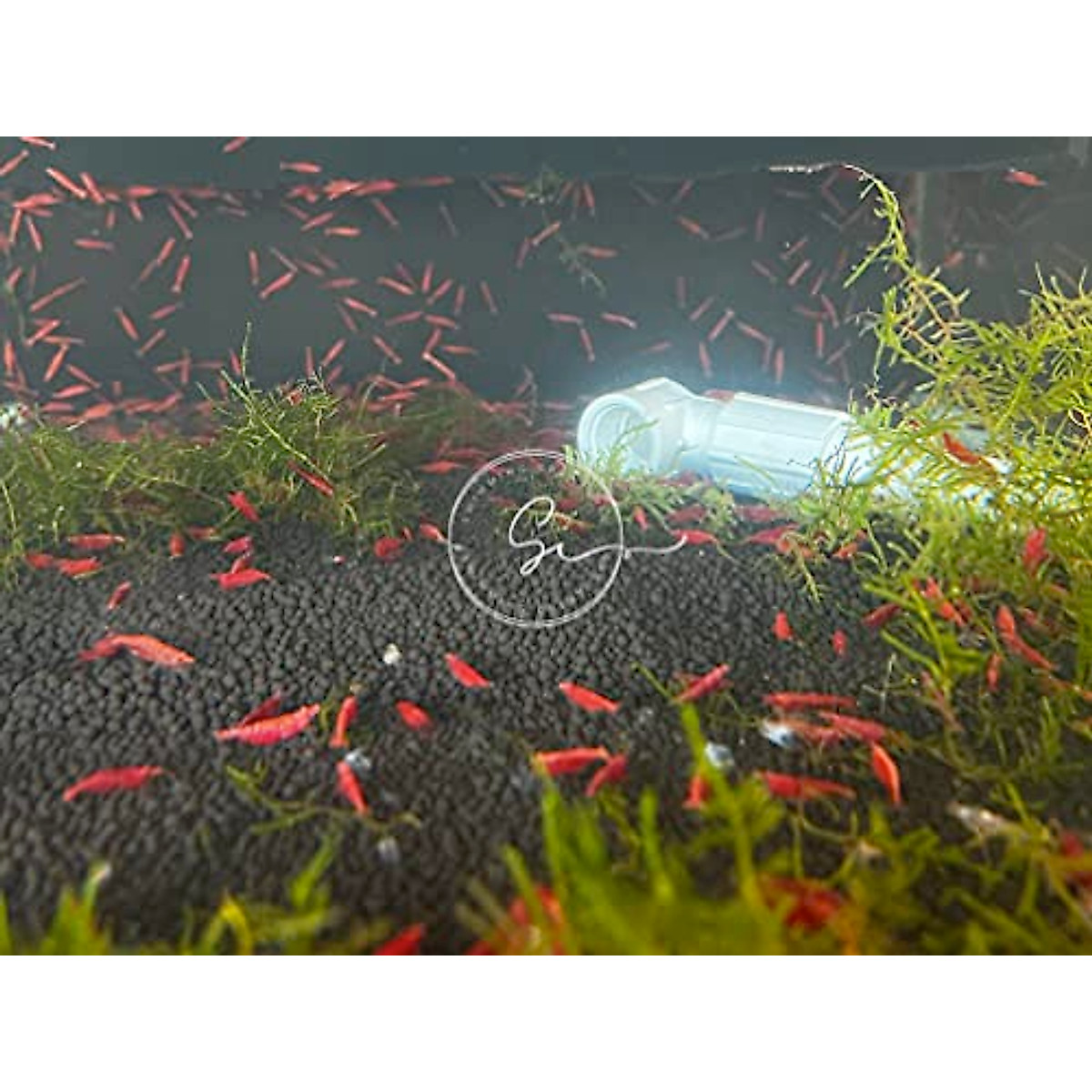 Swimming Creatures 10 Fire Red(GradeA+) Cherry Neocaridina Freshwater Aquarium Shrimp. Live Arrival Guarantee