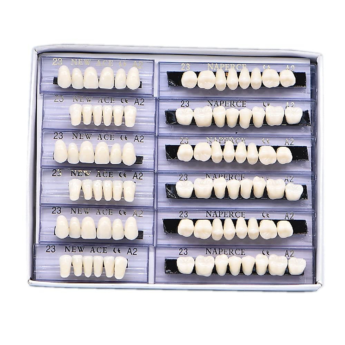 RZJZGZ 168 Pcs Dental Synthetic Resin Tooth Denture Temporary False Teeth 6 Sets False Teeth 23 A2