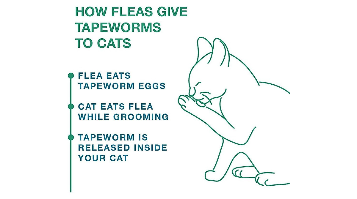 Bayer Expert Care Tapeworm Dewormer for Cats & Kittens