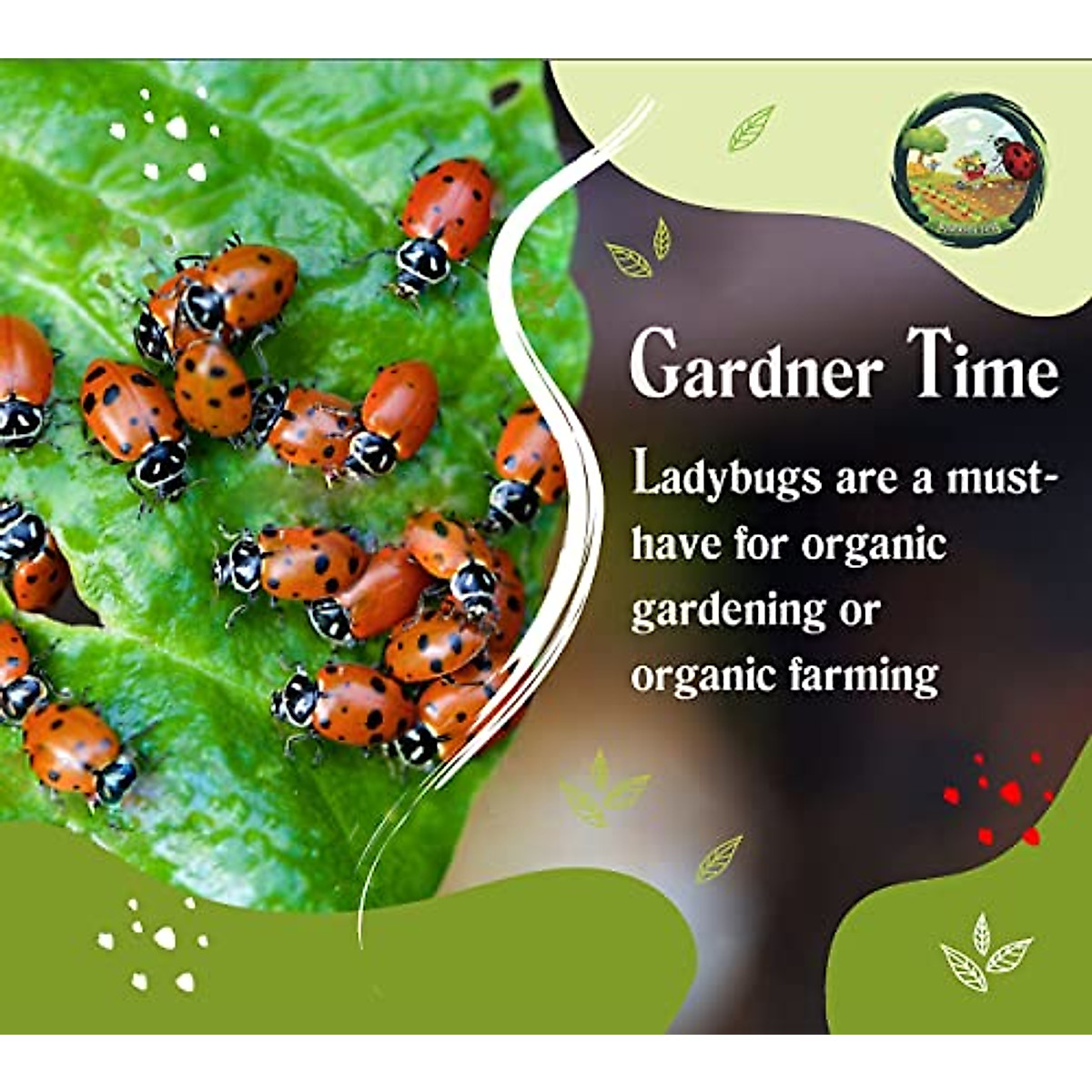 Gardner Time Live Ladybugs - Good Bugs for Garden - Ladybugs - Pre-Fed Hippodamia Convergens - Live Ladybugs - for Aphid Control and Other Insects - Guaranteed Live Delivery (1500)