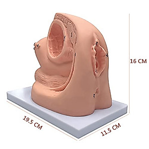 LXT PANDA Catheterization Model, Medical Practice Traning Model, Female Internal and External Catheterization Model- PVC Manikin Teaching Model - for Gynecology Medical Educational Training Aid.