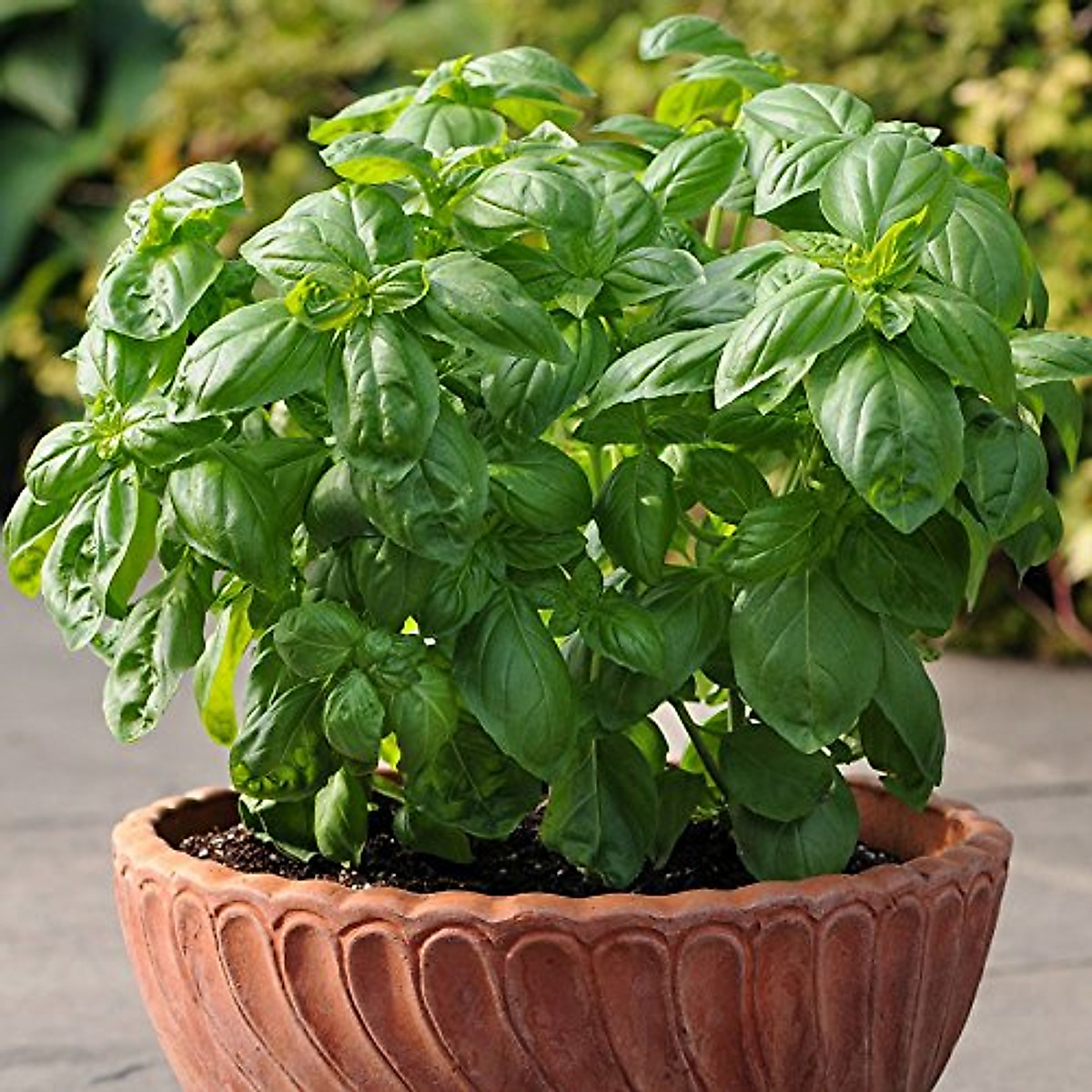 Gaea's Blessing Seeds - Sweet Basil Seeds - Non-GMO Large Leaf Italian Heirloom Genovese Pesto Open-Pollinated High Yield 87% Germination Rate 2.5g (Single Pack)