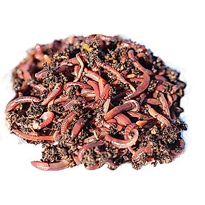 BQYPOWER Hummingbird Feeder for Outdoors Hanging, Large 42 Ounces Hummingbird Red Worms 300 Red Wigglers are Great for Organic Gardening (QQQ)