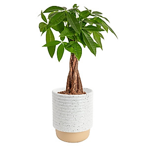 Costa Farms Money Tree, Easy Care Live Indoor Plant In Premium Ceramic Planter, Unique Gift for Birthdays, Prosperity, Good Luck, Excellent Room Décor And Dorm Decor, 16-Inches Tall
