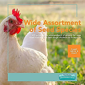 Barenbrug Free Range GroundCover Forage Seed Mixture Ideal for Chickens, Game Birds, Goats, and Sheep, 3 lbs, Blue