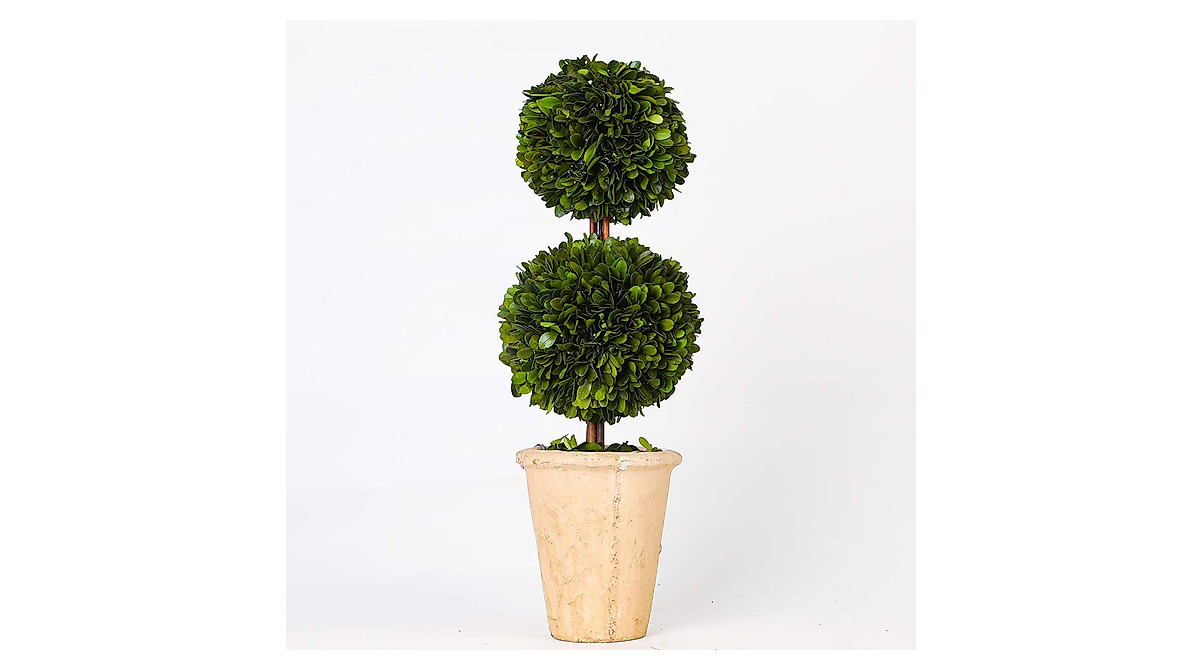Boxwood VALLEY Preserved Topiary Tree - Home Decor