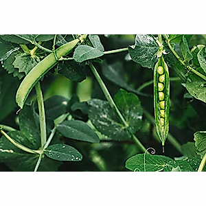 Lincoln Garden Pea Seeds for Planting, 50+ Heirloom Seeds Per Packet, (Isla's Garden Seeds), Non GMO Seeds, Botanical Name: Pisum sativum, Great Home Garden Gift