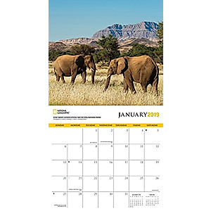 National Geographic Elephants 2019 Wall Calendar