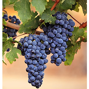 Mixed Fruit Seeds 1000+ Berry Seeds for Planting - Strawberry Raspberry Blueberry & Grape Seeds Fresh Fruit Seeds - Individually Packaged