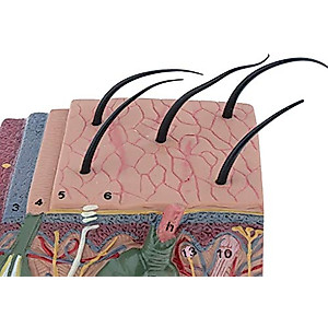 ESBANT Magnification Anatomical Human Skin Model Dermatology Anatomy Teaching Home