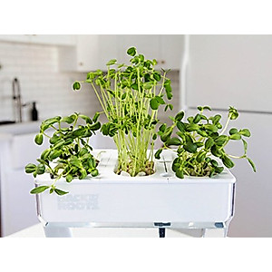 Back to the Roots 810667030377 Microgreen Bundle Sunflower & Organic Pea Shoot Seeds, Certified Organic, 0.56 Ounce (Pack of 6)
