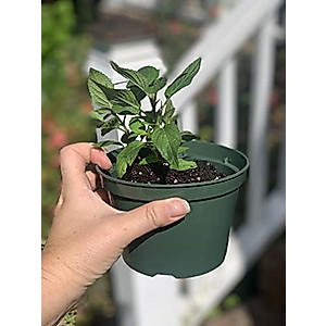 Bert's Garden Green Plastic 5" Starter Pots for Greenhouse Growing or Plant Starting, Also Called, Azalea Pots 10pk