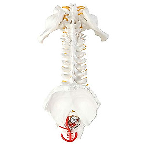 Axis Scientific, 34 Life Size Spine Model with Vertebrae,Nerves,Arteries, Lumbar Column,Male Pelvis - Human Anatomy Model for Education & Study - Includes Stand/Product Manual - Plastic Spine Model