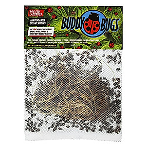 The Hydroponic City 3000 Pre-Fed Live Ladybugs | BuddyBugs | Hippodamia Convergens | Guaranteed Live Delivery | for Aphid Control and Other Insects + 2 THCity Stake