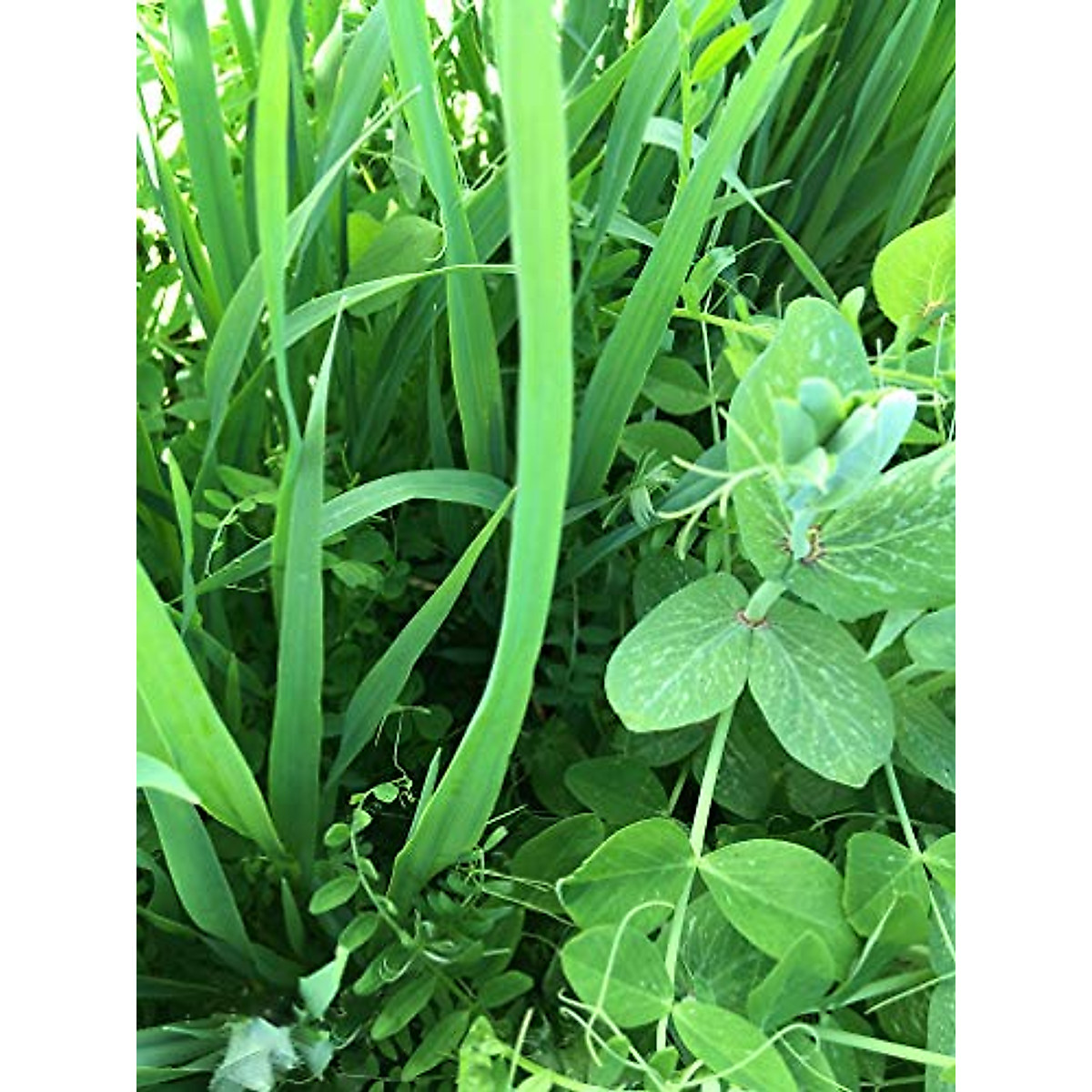 Cover Crop Seed Blend by Eretz (5lb) - Choose Size! Willamette Valley, Oregon Grown, Non-GMO, No Fillers, No Weed Seeds.