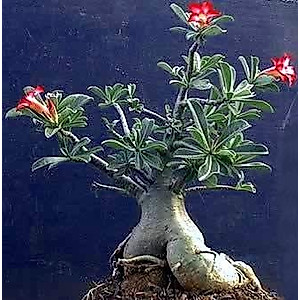'Desert Rose' Plant - Natural Bonsai - Adenium obesum - 3" Pot