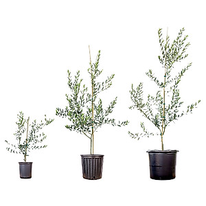 Arbequina Olive Tree - Live Plant, Includes Special Blend Plant Food & Planting Guide- Size (3-4FT)