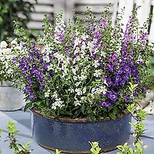 Outsidepride Angelonia Serena Summer Snapdragon Garden Flower Plant Seed Mix - 40 Seeds