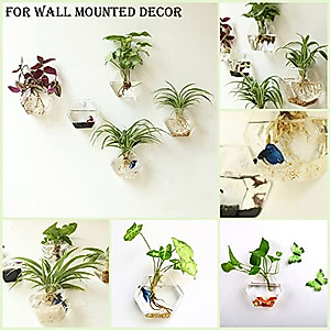 Kingbuy Wall Hanging Glass Planter Propagation Terrarium Hexagon Shape Flower Vase for Home Office Decor, Plant Lover Gifts, 3 Pack, Medium