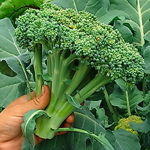 Purely Organic Products Purely Organic Heirloom Broccoli Seeds (Heirloom Waltham 29) Approx 750 Seeds