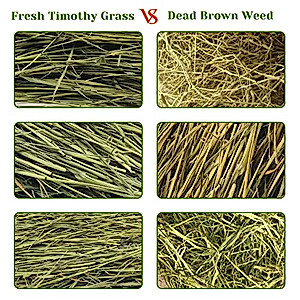 Hamiledyi Natural Timothy Hay Rabbit Hay Feed Guinea Pig Premium Grass Hay Small Animal Pets Hay Food for Bunny Chinchillas Chipmunkas (2.2Ib