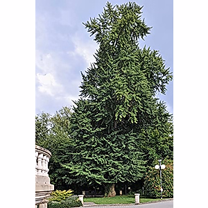 Jurassic Ginkgo | Tree Seed Grow Kit | The Jonsteen Company