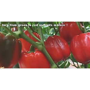 40 Sweet Pepper Seeds for Planting, Green and Red Bell Pepper Seeds, Non-GMO Heirloom Seeds Vegetable Seeds for Home Vegetable Garden & Hydronic Pods. (40ct Veggie Seeds: Pepper-California Wonder)
