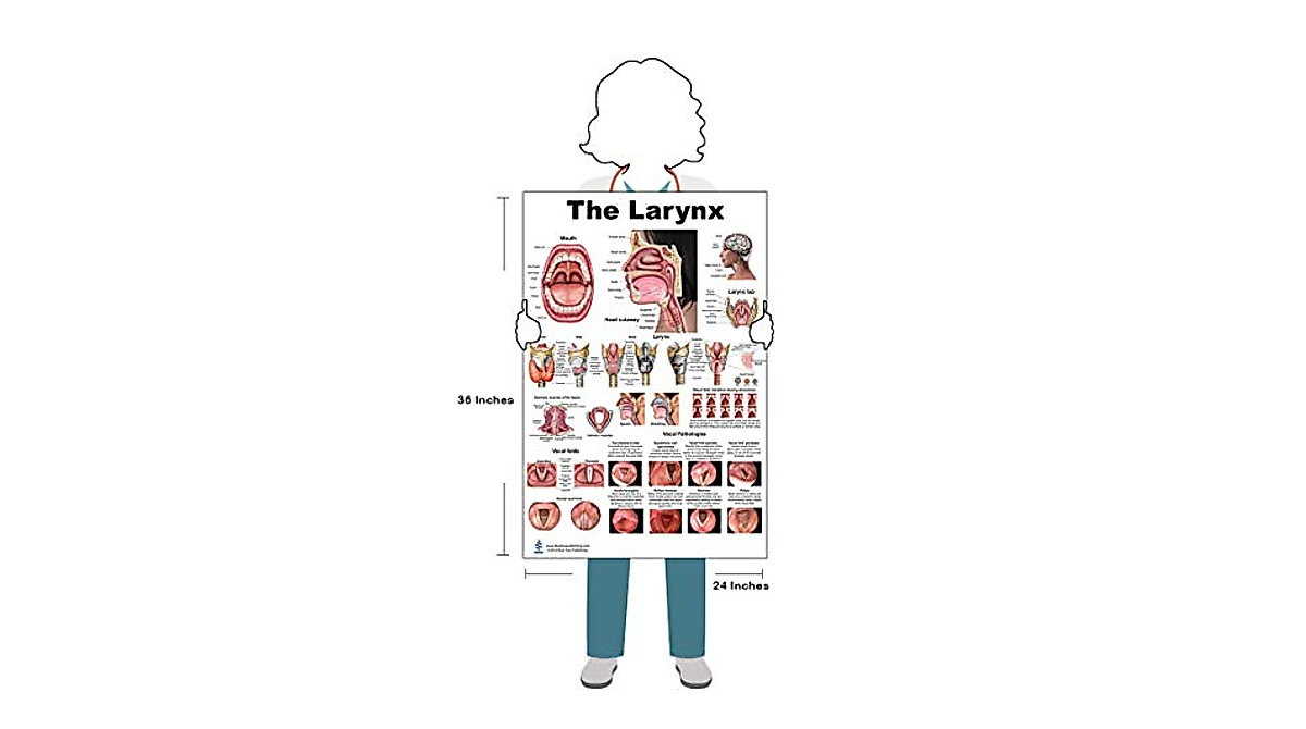 Anatomy Posters for SLP - Larynx & Swallowing