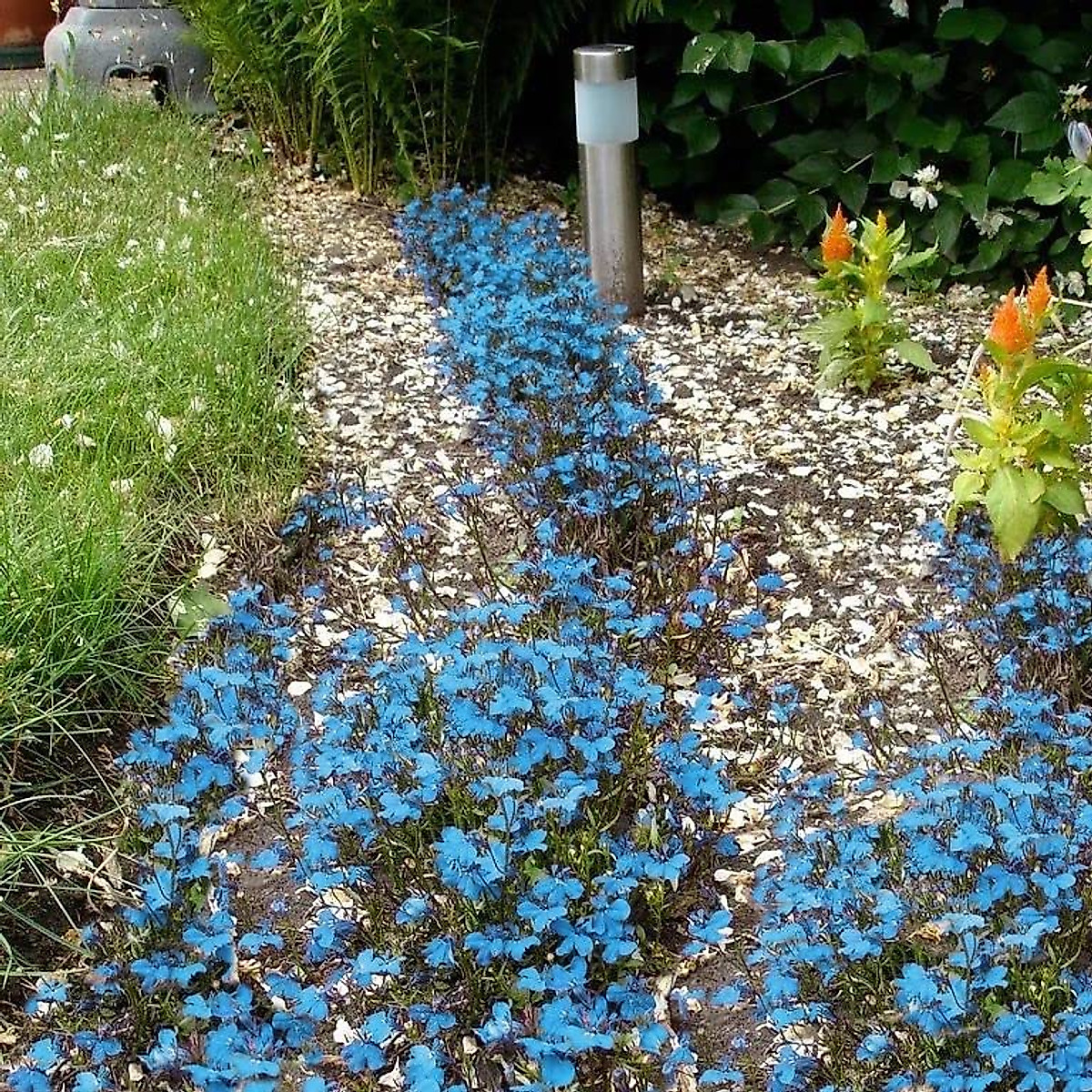 3000+ Mix Creeping Thyme Seeds Ground Cover for Planting , Heirloom Thymus Serpyllum , Ground Cover Plants Easy to Plant and Grow, Non-GMO Yellow, Pink, Blue