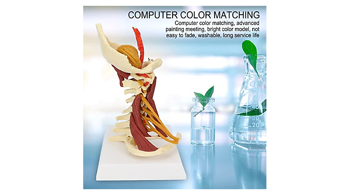 Cervical Spine Anatomical Model for Education & Clinical Use