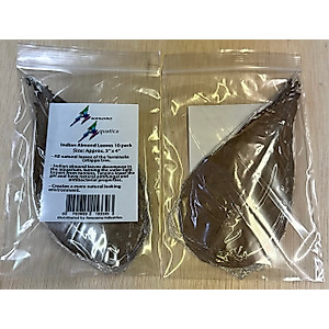 Awesome Aquatic Betta/Shrimp Leaves 25 4"-6" Premium Catappa Indian Almond Leaves Natural Habitat Tannin Producing Improves Immunity, Easy to USE