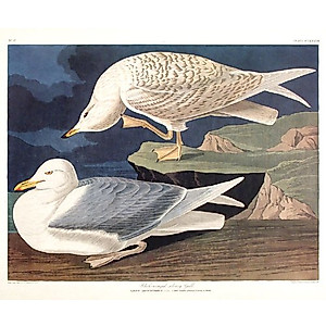 White-winged Silvery Gull. From"The Birds of America" (Amsterdam Edition)