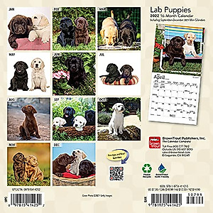 Lab Puppies 2022 7 x 7 Inch Monthly Mini Wall Calendar, Animals Dog Breeds Puppy DogDays