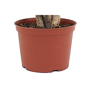 Shop Succulents | Standing Collection | Hand Selected, Air Purifying Live Pachira Aquatica Money Indoor House Plant in 4" Grow Pot, 6 INCH, Mix