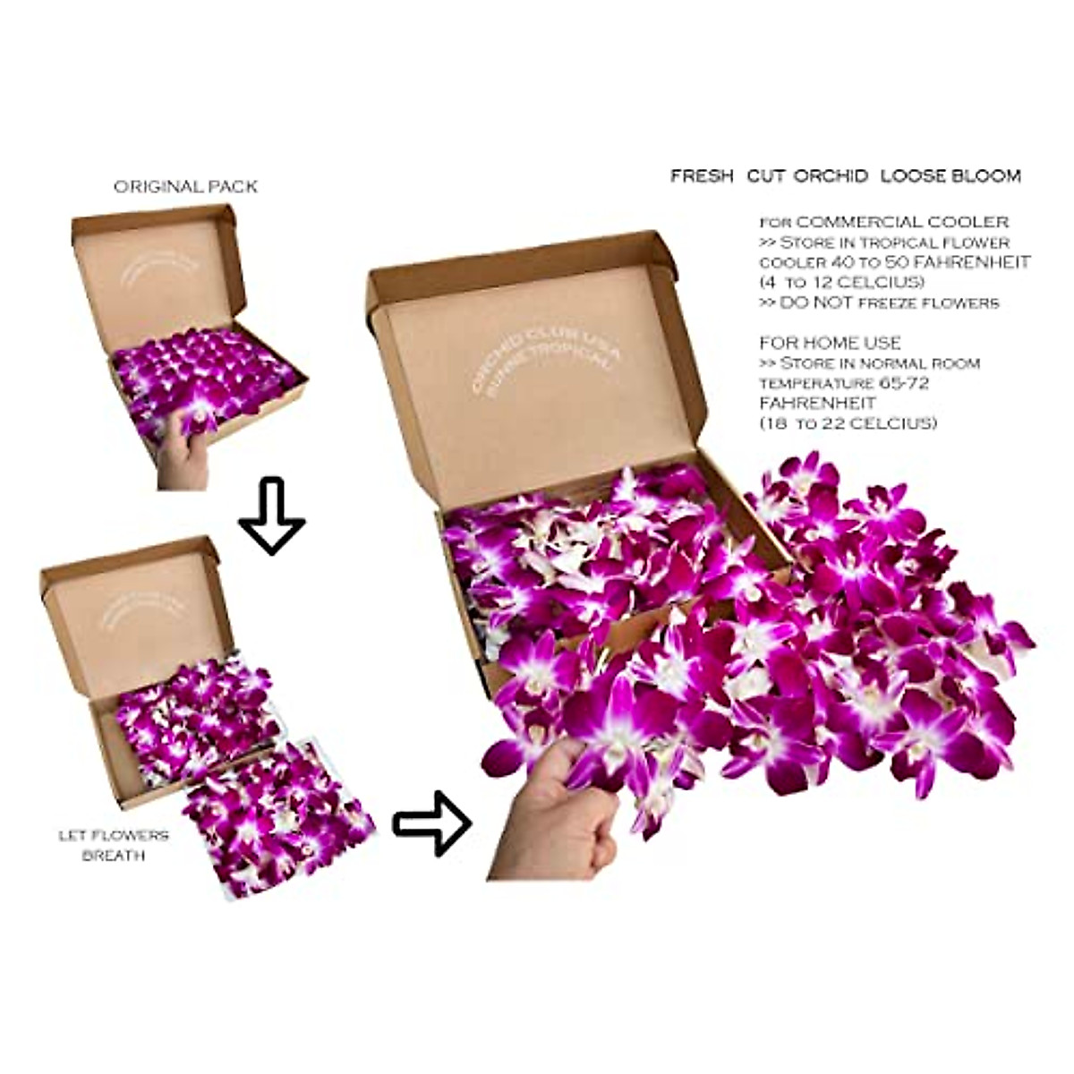 Sunne Tropical OrchidClub USA Loose Bloom Fresh Orchid Flower Head DIY Lei, food & drink decoration (100 PURPLE)