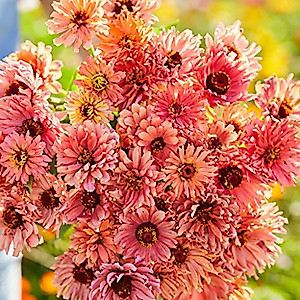 Zinnia Seeds - Senorita - Packet - Pink Flower Seeds, Open Pollinated Seed Attracts Bees, Attracts Butterflies, Attracts Hummingbirds, Attracts Pollinators, Easy to Grow & Maintain, Fast Growing