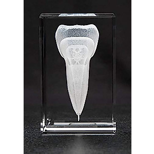 Anatomy Crystal (Tooth, 1 Pound)