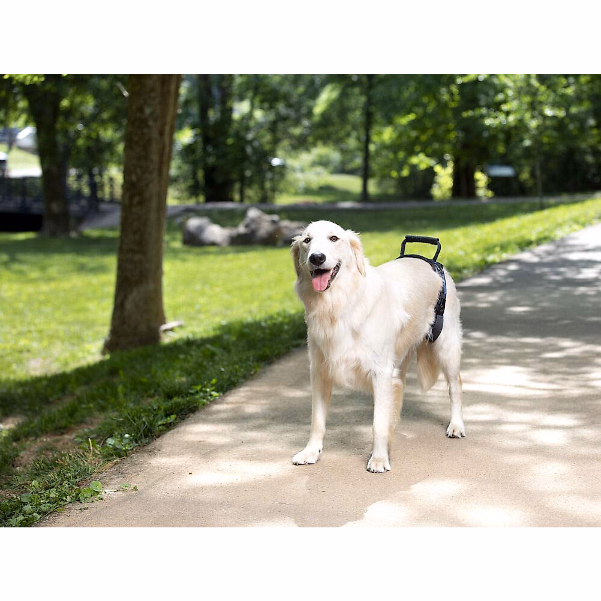 PetSafe CareLift Rear Support Harness – Lifting Aid with Handle and Shoulder Strap – Great for Pet Mobility and Older Dogs – Comfortable, Breathable Material – Easy to Adjust, Black, Large