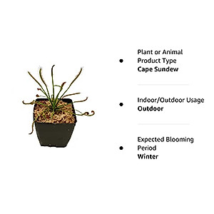 Cape Sundew - Drosera capensis - Carnivorous Plant 3" Pot
